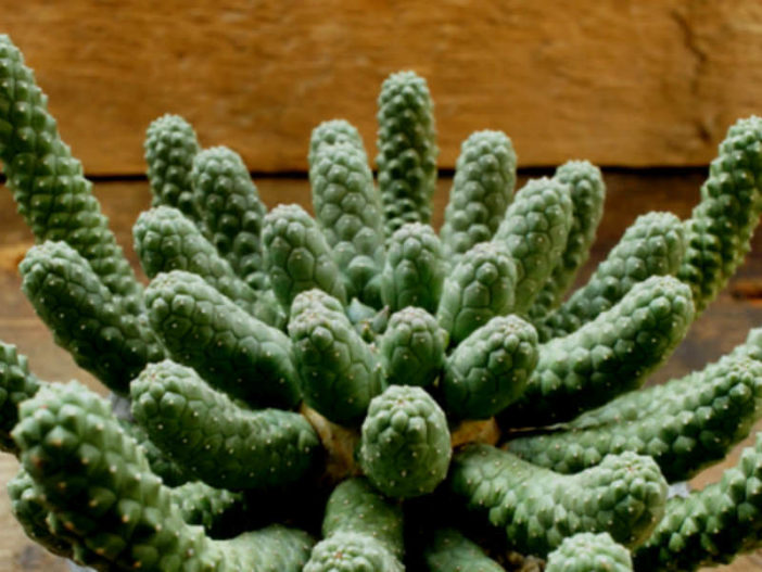 Euphorbia esculenta - The True "Vingerpol" | World of Succulents