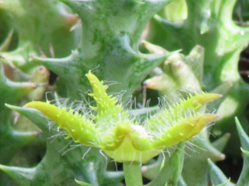 Orbea dummeri (Stapelia dummeri) | World of Succulents Orbea dummeri (Stapelia dummeri) | World of Succulents