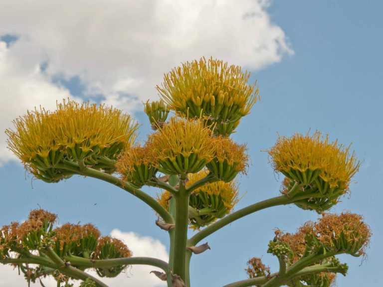 Agaves: Edible Plants - World of Succulents