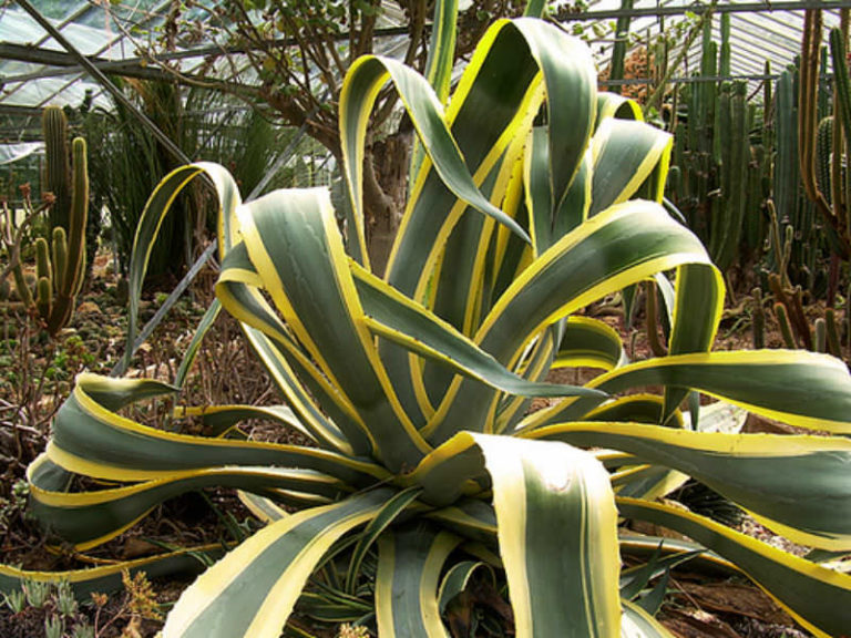 Agave americana 'Marginata' - World of Succulents