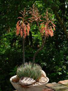 Aristaloe aristata (Lace Aloe) - World of Succulents