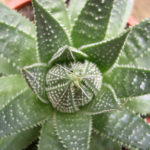 Aristaloe aristata (Lace Aloe) - World of Succulents