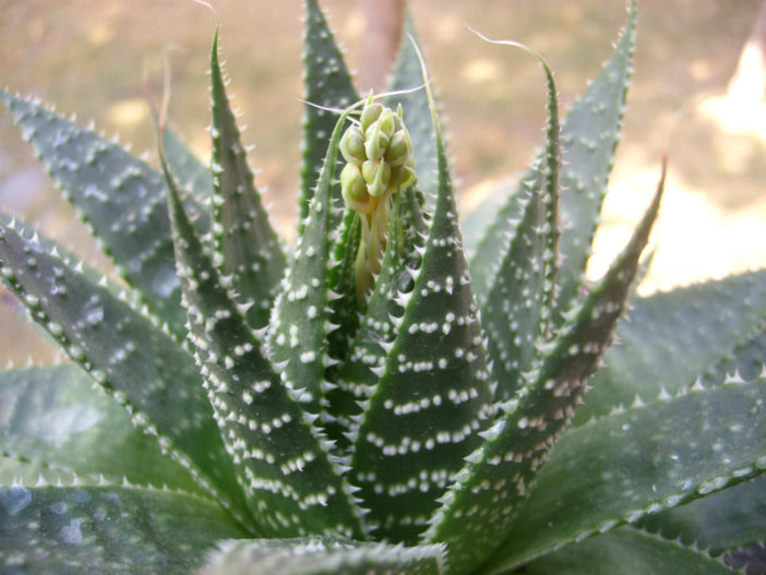 Aristaloe aristata (Lace Aloe) - World of Succulents