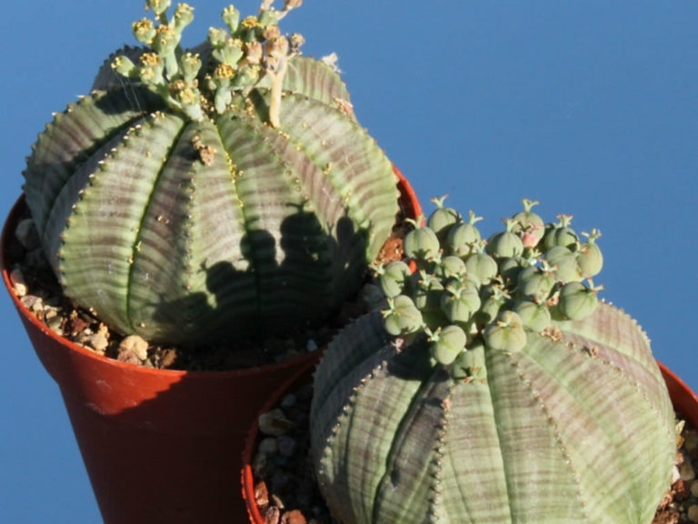 Euphorbia obesa (Baseball Plant) - World of Succulents