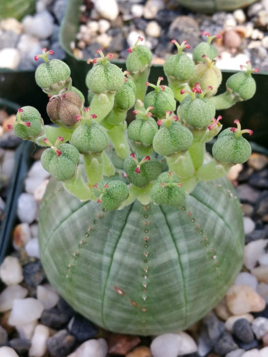Euphorbia obesa (Baseball Plant) - World of Succulents