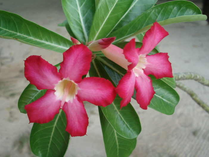 Adenium obesum (Desert Rose) - World of Succulents