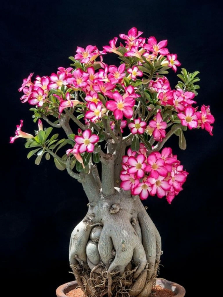 Adenium Obesum Desert Rose World Of Succulents