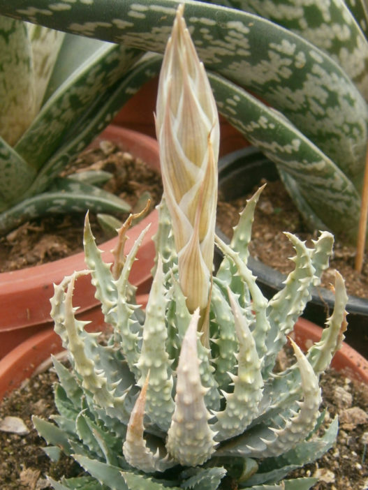 Aloe humilis (Spider Aloe) - World of Succulents