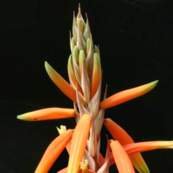 Aloe humilis (Spider Aloe) - World of Succulents