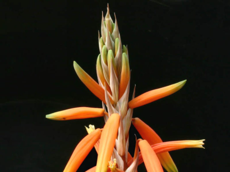 Aloe humilis (Spider Aloe) - World of Succulents