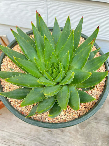 Aloe polyphylla (Spiral Aloe) - World of Succulents