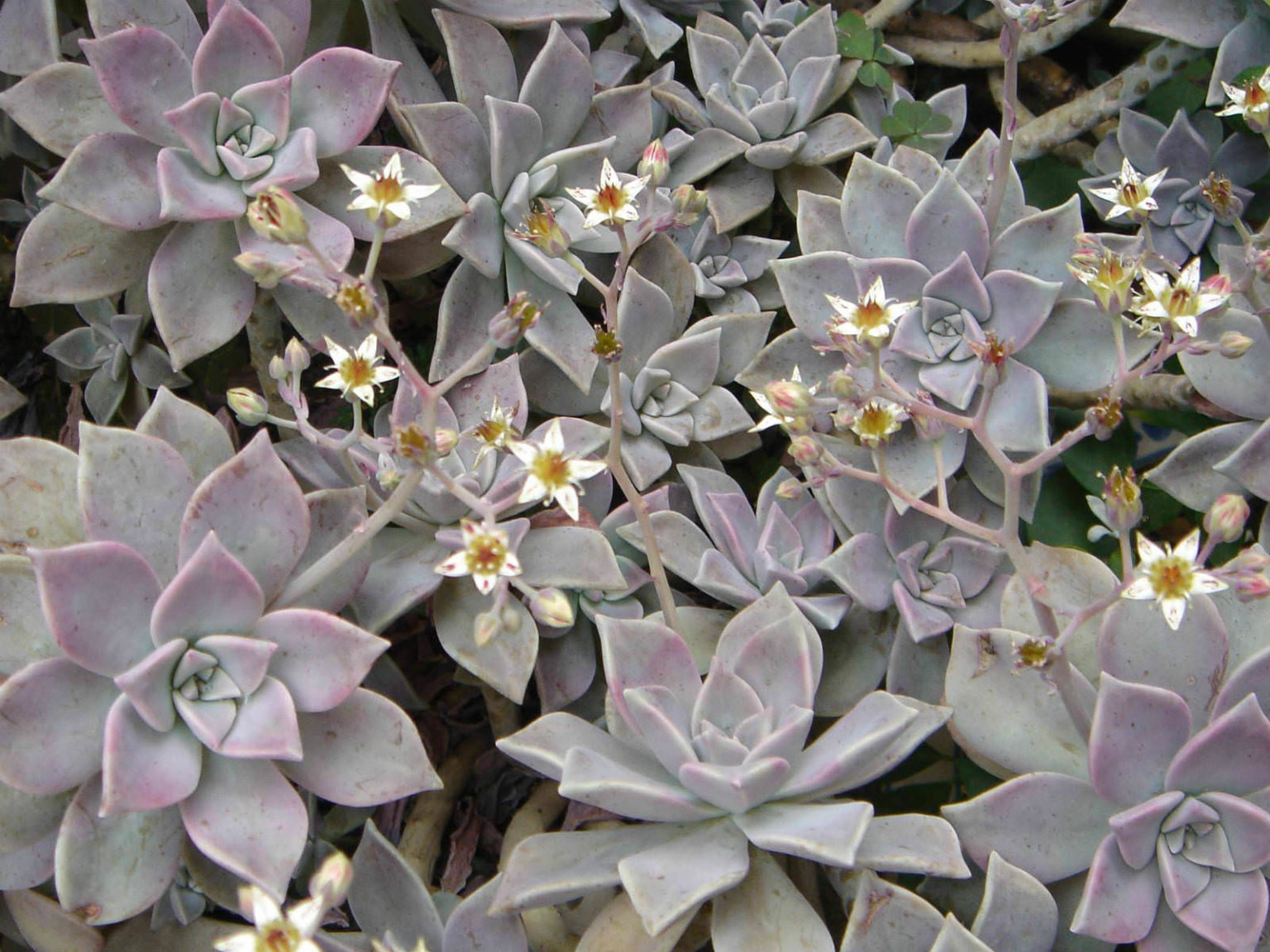 Graptopetalum paraguayense (Ghost Plant) - World of Succulents