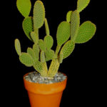 Opuntia microdasys (Bunny Ears Cactus) - World of Succulents