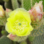 Opuntia microdasys (Bunny Ears Cactus) - World of Succulents