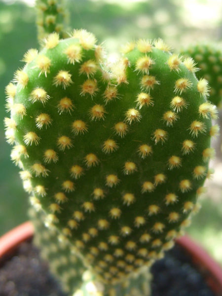 Opuntia microdasys (Bunny Ears Cactus) - World of Succulents