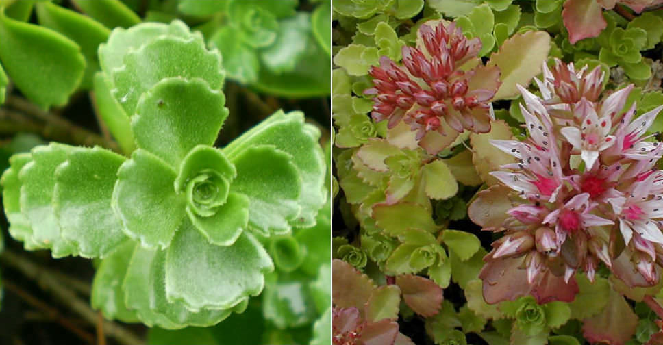 Phedimus spurius (Caucasian Stonecrop) - World of Succulents