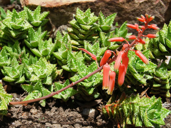 Aloe juvenna (Tiger Tooth Aloe) - World of Succulents
