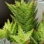 Aloe juvenna (Tiger Tooth Aloe) - World of Succulents