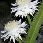 Acanthocereus tetragonus (Triangle Cactus) - World of Succulents