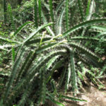 Acanthocereus tetragonus (Triangle Cactus) - World of Succulents