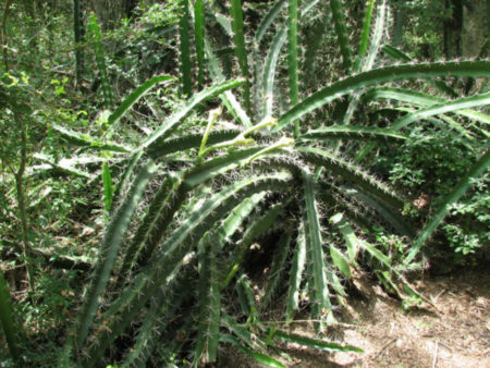 Acanthocereus tetragonus (Triangle Cactus) - World of Succulents