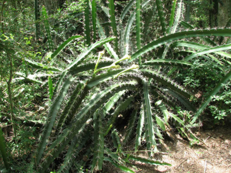 Acanthocereus tetragonus (Triangle Cactus) - World of Succulents