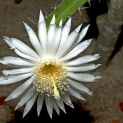 Acanthocereus tetragonus (Triangle Cactus) - World of Succulents