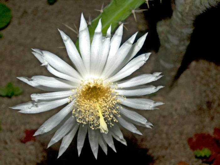 Acanthocereus tetragonus (Triangle Cactus) - World of Succulents