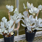 Cotyledon orbiculata (Pig's Ear) - World of Succulents