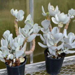 Cotyledon orbiculata (Pig's Ear) - World of Succulents