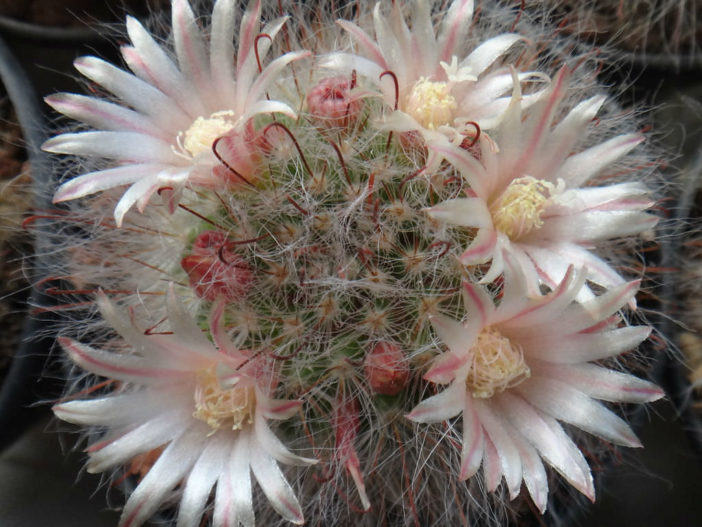Mammillaria bocasana (Powder Puff Cactus) - World of Succulents