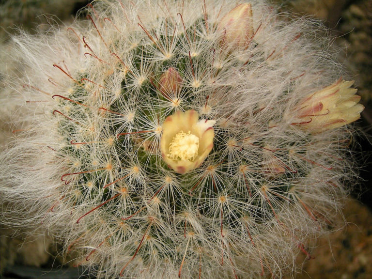 Mammillaria bocasana (Powder Puff Cactus) - World of Succulents