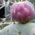 Opuntia robusta - Wheel Cactus, Silver Dollar Cactus | World of Succulents