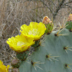 Opuntia robusta (Wheel Cactus) - World of Succulents