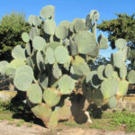 Opuntia robusta (Wheel Cactus) - World of Succulents