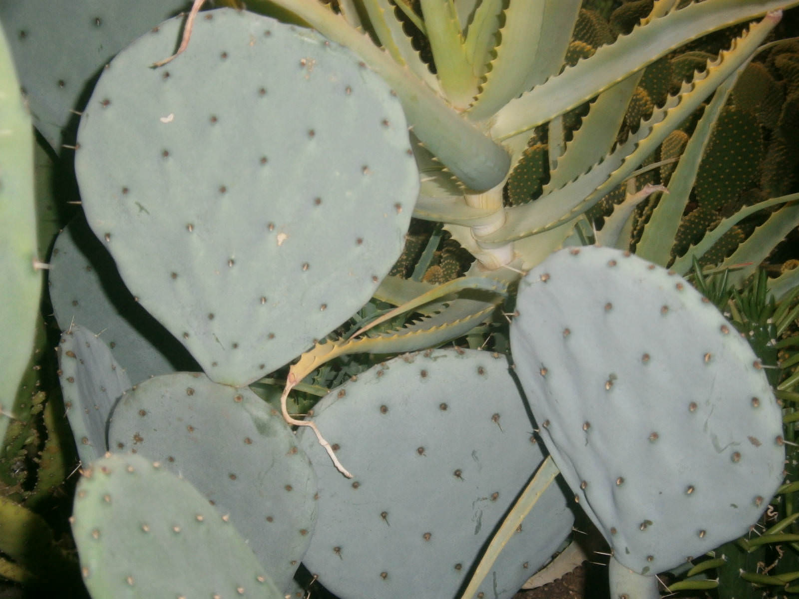 Opuntia robusta - Wheel Cactus, Silver Dollar Cactus | World of Succulents