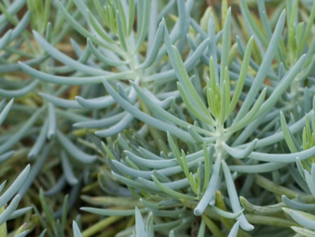 Curio repens (Blue Chalksticks) - World of Succulents