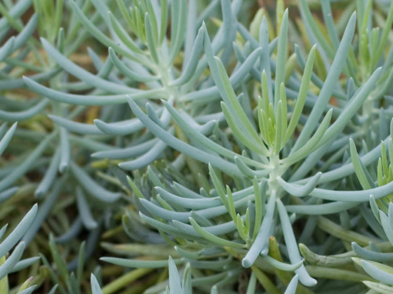 Curio repens (Blue Chalksticks) - World of Succulents