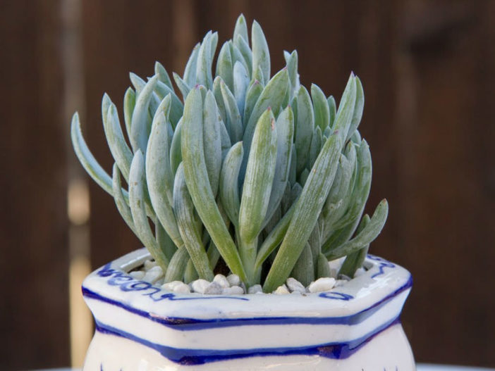 Curio repens (Blue Chalksticks) - World of Succulents