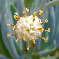 Curio repens (Blue Chalksticks) - World of Succulents
