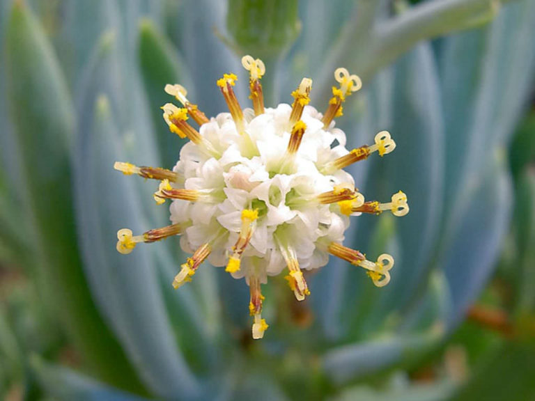 Curio repens (Blue Chalksticks) - World of Succulents