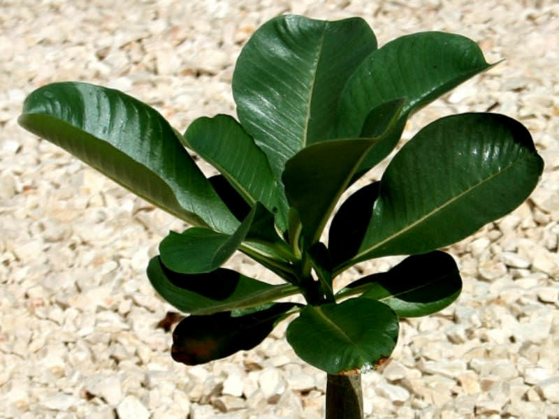 Adenium boehmianum - Bushman's Poison | World of Succulents