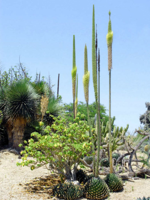 Agave victoriae-reginae - World of Succulents