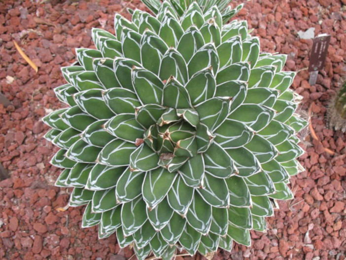 Agave victoriae-reginae - World of Succulents