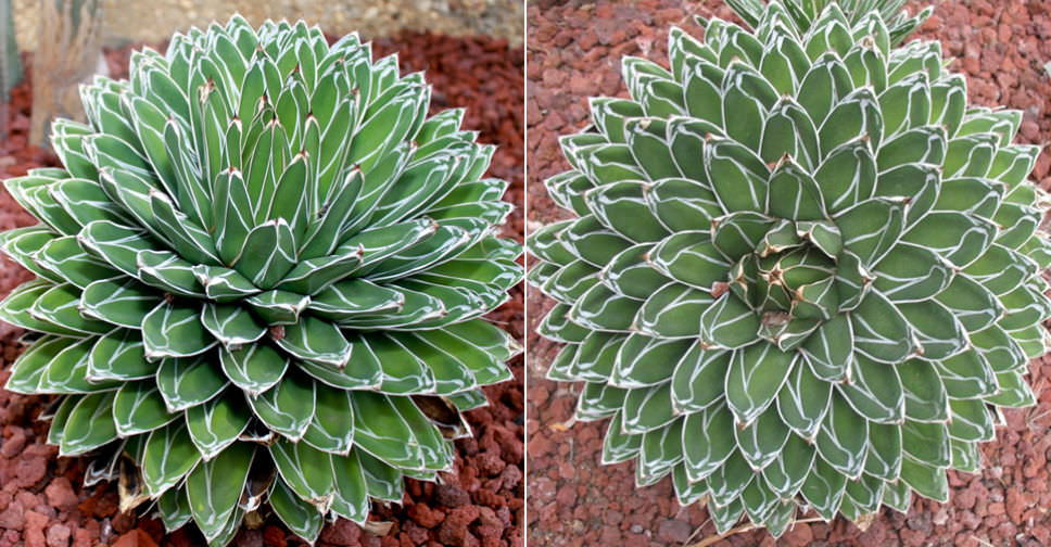 Agave victoriae-reginae (Queen Victoria Agave) | World of Succulents