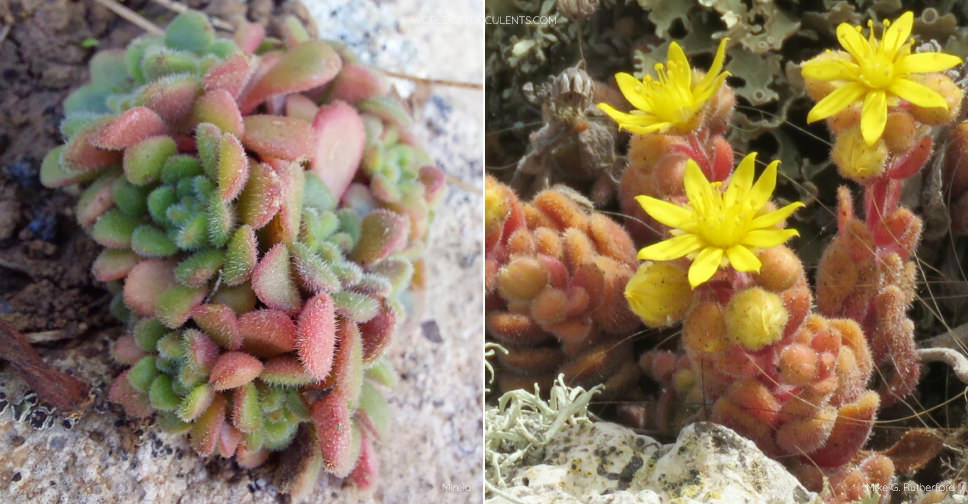 Aichryson tortuosum - World of Succulents