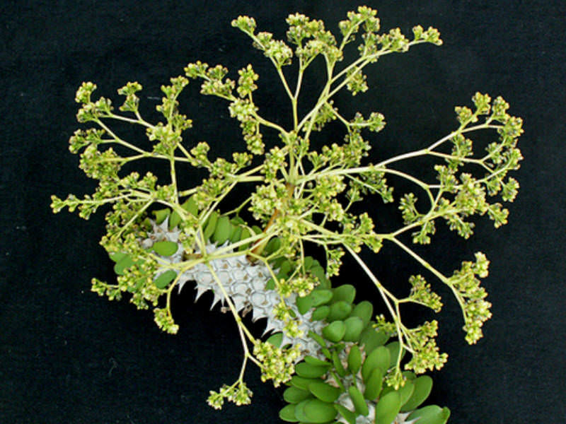 Alluaudia procera - Madagascar Ocotillo | World of Succulents