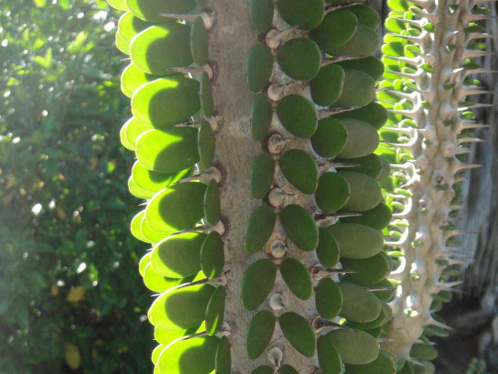 Alluaudia procera - Madagascar Ocotillo | World of Succulents