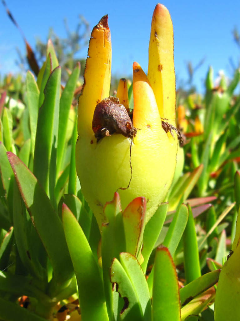 Carpobrotus edulis - Highway Ice Plant | World of Succulents