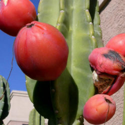 Cereus repandus (Peruvian Apple Cactus) - World of Succulents
